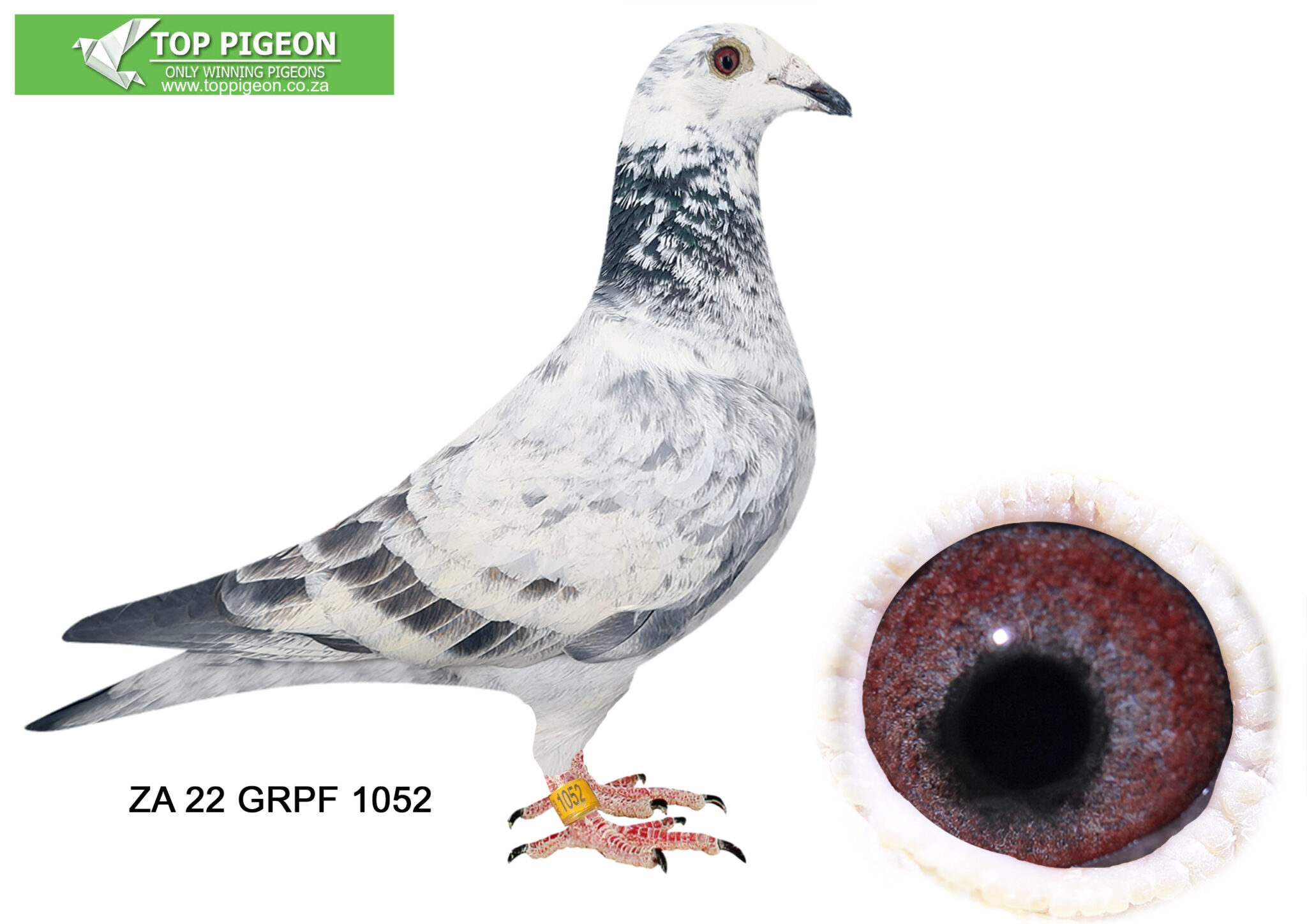 LOT 23 PIGEON PALACE – ZA 22 GRPF 1052 GRIZZLE -THIS IS A HALF SISTER ...