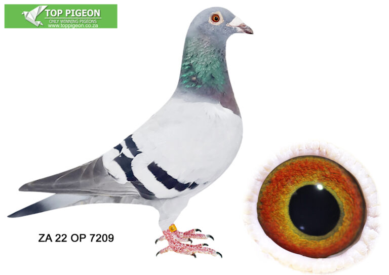 .LOT 3 HOT THURSDAY NIGHT AUCTION-ZA 22 OP 7209 BBAR – SIRE:1461527 NL 18 .Alias “GSON KLEINE ...