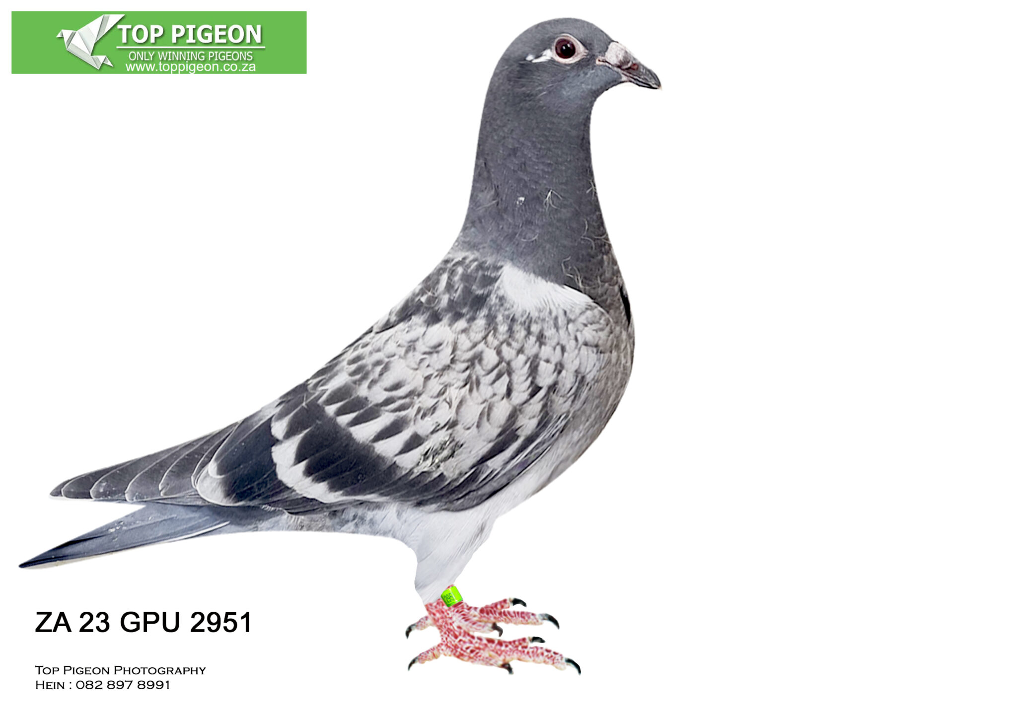 .LOT 5 DANIE SCHOLTZ / JACO FAUL -ZA 23 GPU 2951 CHECK – SIRE: 3622 ZA 18 BPF/D.Alias “UNCLE ...