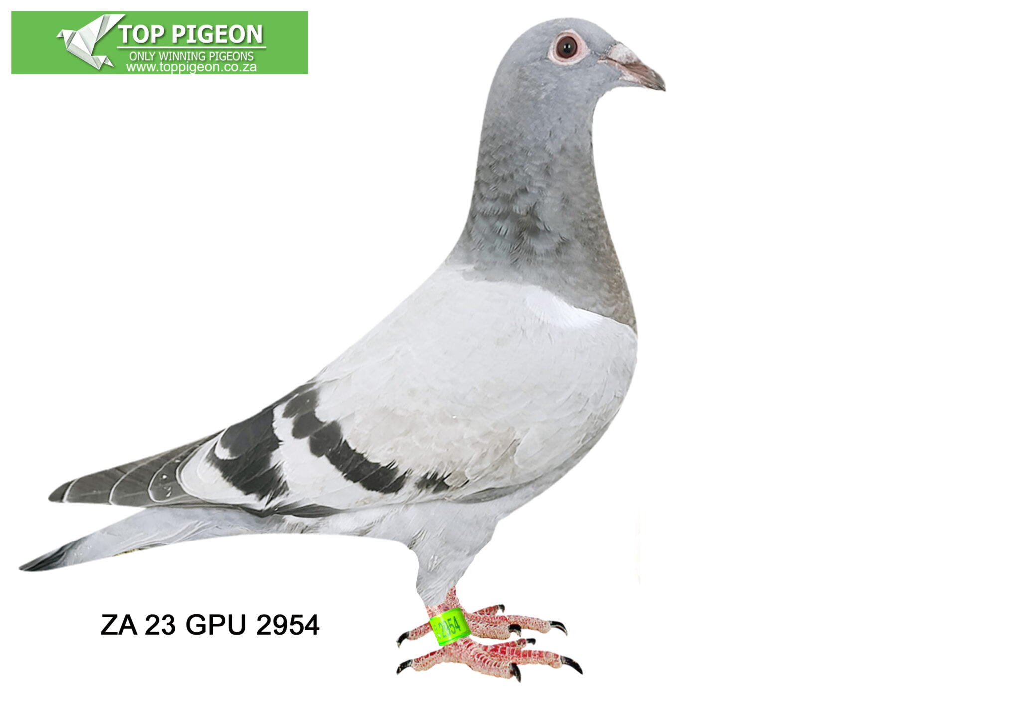 .LOT 6 DANIE SCHOLTZ / JACO FAUL -ZA 23 GPU 2954 BBAR – SIRE: 7932 ZA 22 HPT. Alias “MANNY ...