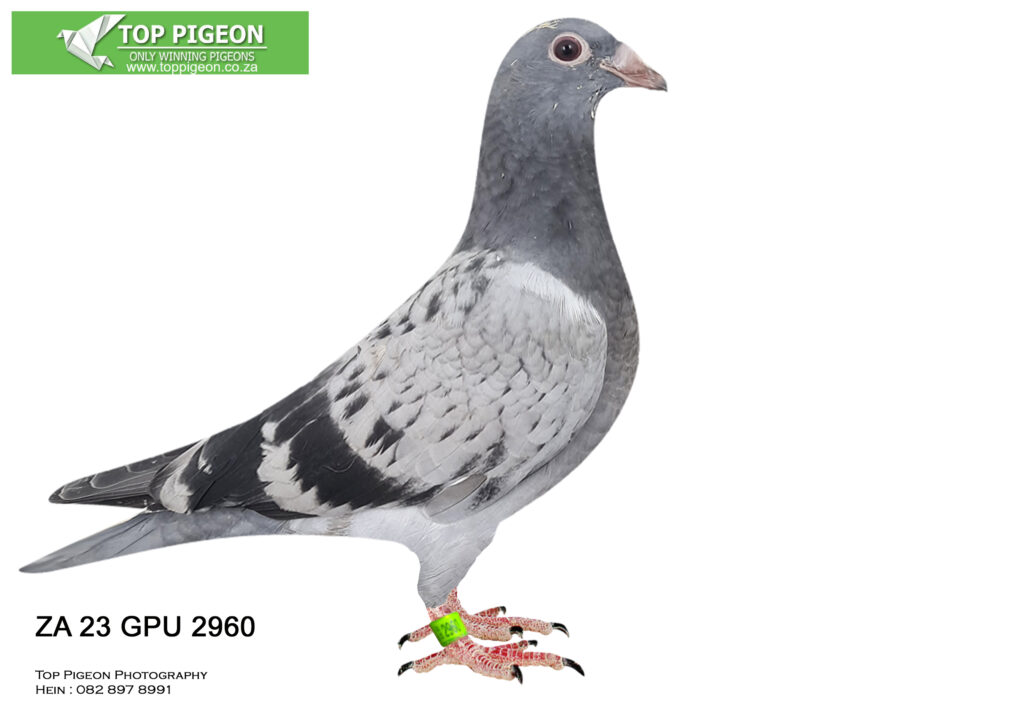 .LOT 8 DANIE SCHOLTZ / JACO FAUL -ZA 23 GPU 2960 CHECK – SIRE:7993 ZA 22 HPT.Alias “JB X HG LAST ...