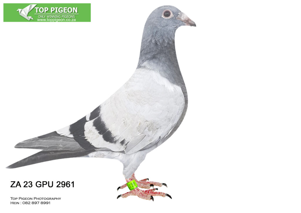 .LOT 9 DANIE SCHOLTZ / JACO FAUL -ZA 23 GPU 2961 BBAR – SIRE:7993 ZA 22 HPT.Alias “JB X HG LAST ...