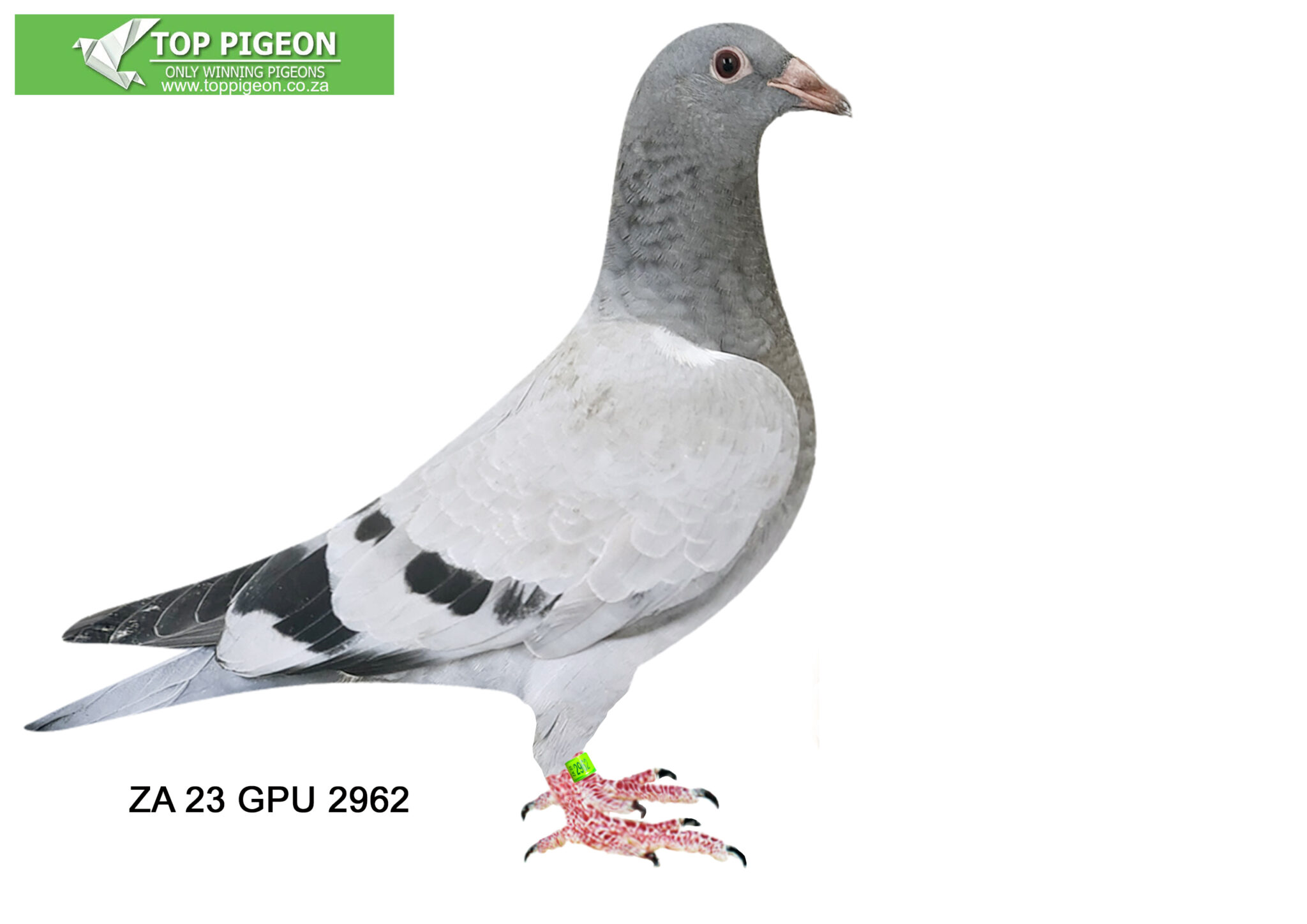 LOT 10 DANIE SCHOLTZ / JACO FAUL -ZA 23 GPU 2962 BBAR – SIRE: 3444 ZA 22 GPU . Alias “GYPSY KING ...