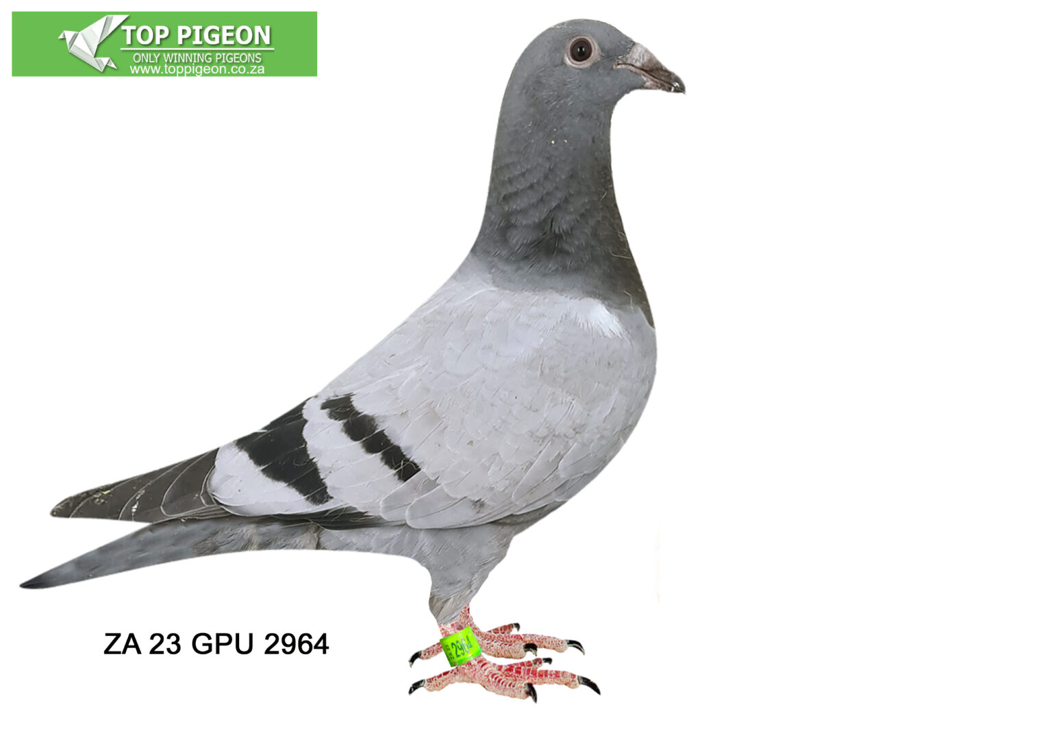 LOT 11 DANIE SCHOLTZ / JACO FAUL -ZA 23 GPU 2964 BBAR – SIRE:10025 ZA 19 GPU.Alias “BROTHER LONG ...