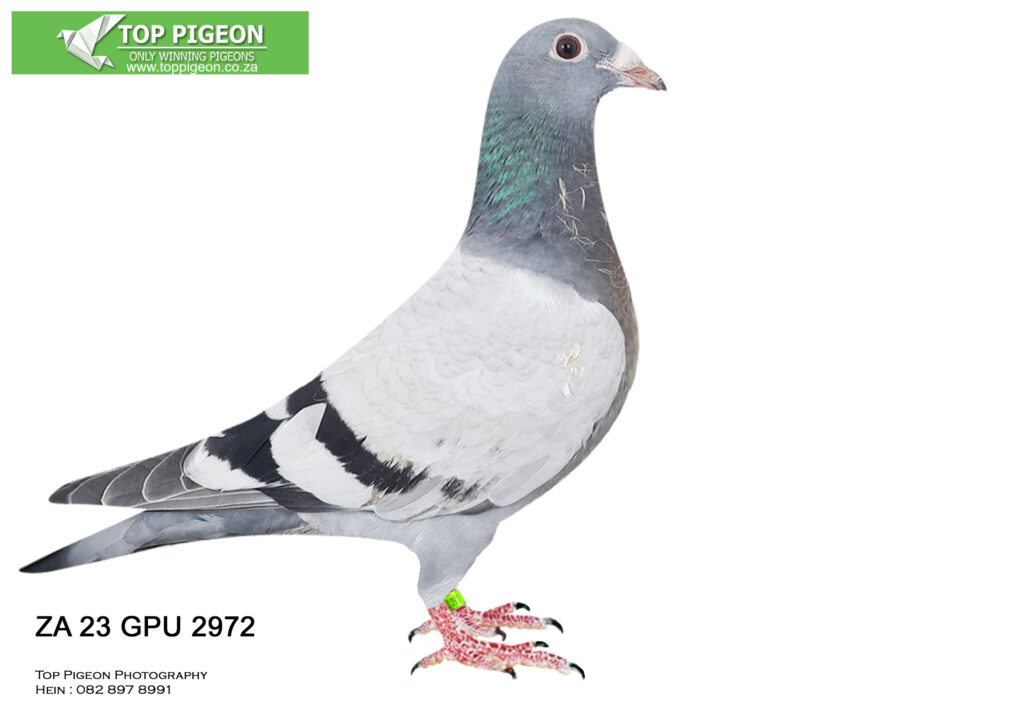 LOT 15 DANIE SCHOLTZ / JACO FAUL -ZA 23 GPU 2972 BBAR – SIRE: 338 ZA 18 OOA.Alias “810 X CARELLY ...