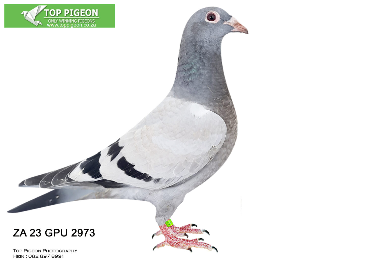 LOT 16 DANIE SCHOLTZ / JACO FAUL -ZA 23 GPU 2973 – SIRE: 338 ZA 18 OOA.Alias “810 X CARELLY ...