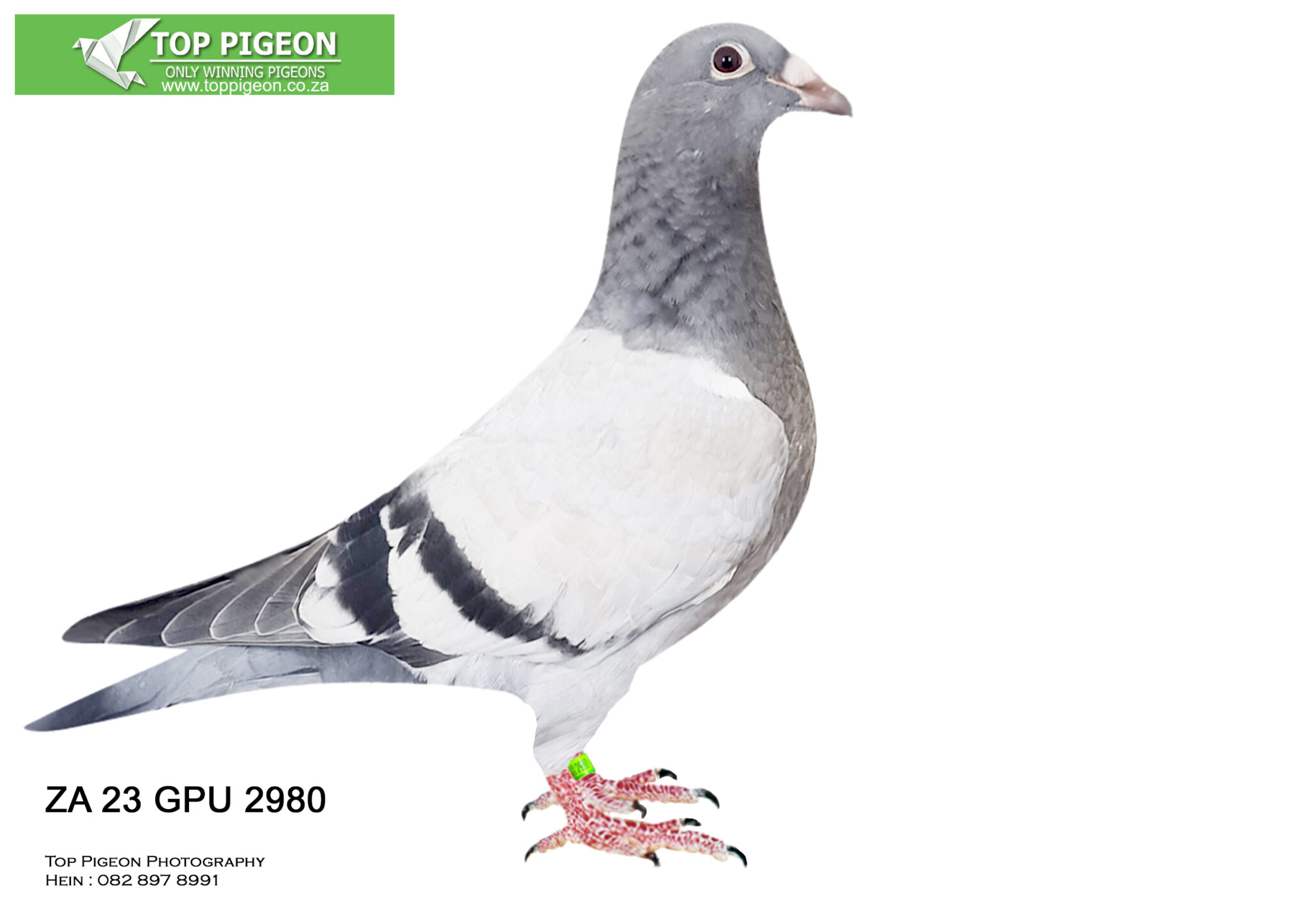 LOT 19 DANIE SCHOLTZ / JACO FAUL -ZA 23 GPU 2980 – SIRE: 6734 ZA 21 ...