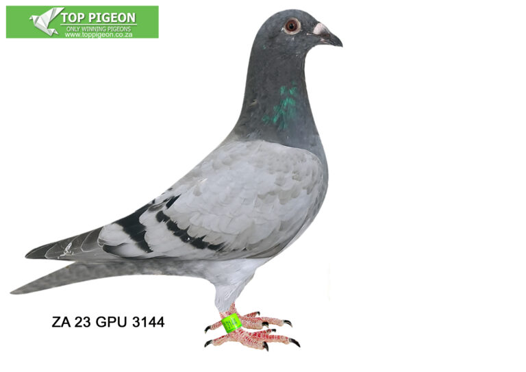 .LOT 1 DANIE SCHOLTZ / JACO FAUL – ZA 23 GPU 3144 BBAR – SIRE: 3622 ZA 18 BPF/D.Alias “UNCLE ...