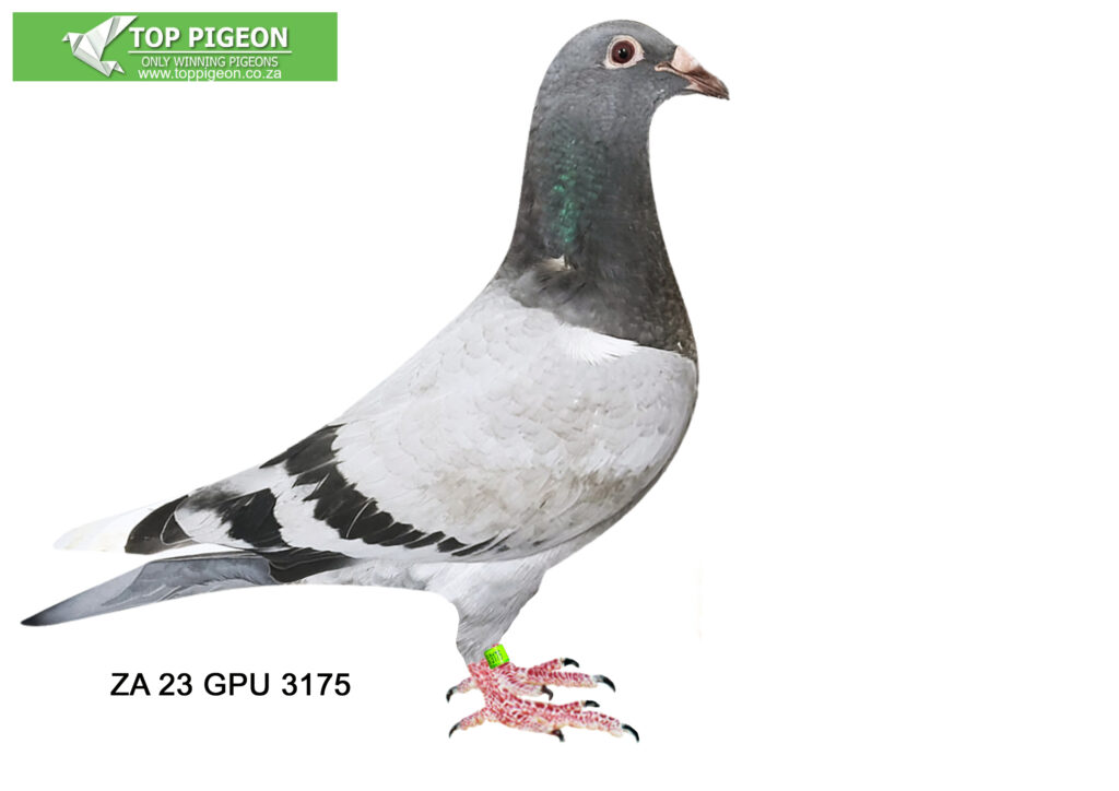 .LOT 2 DANIE SCHOLTZ / JACO FAUL -ZA 23 GPU 3175 – SIRE: 4398 ZA 22 GPU. JACO FAUL.————DAM ...