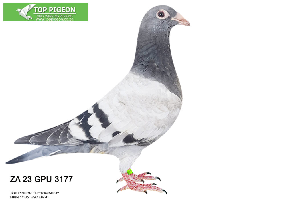 .LOT 3 DANIE SCHOLTZ / JACO FAUL -ZA 23 GPU 3177 – SIRE: 3474 ZA 22 GPU . Strain: Danie Scholtz ...