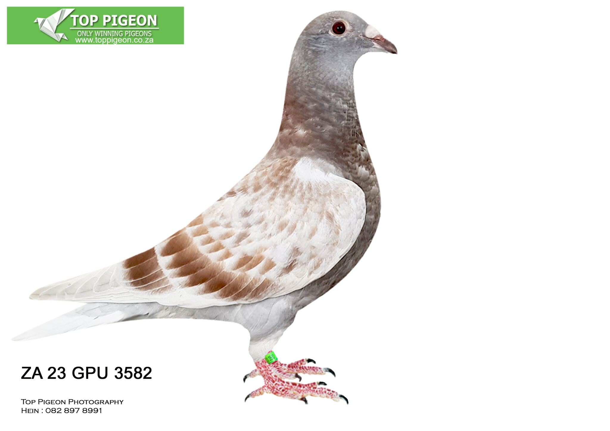 .LOT 3 PIGEON PALACE –ZA 23 GPU 3582 RED CHECK —–FATHER BOUGHT FROM ...
