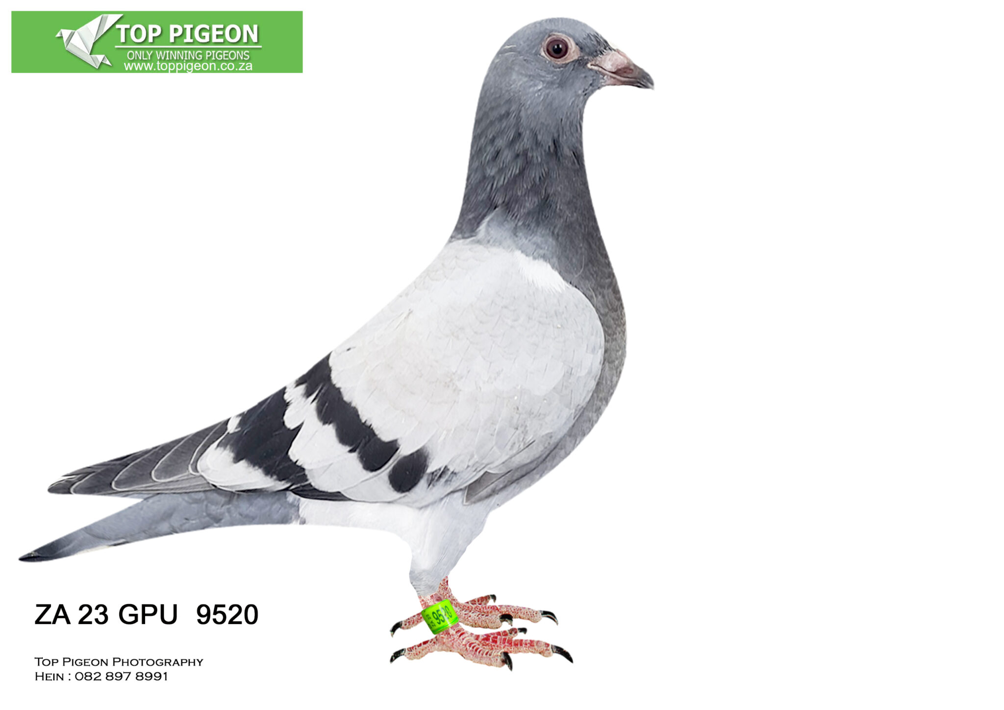 LOT 22 DANIE SCHOLTZ / JACO FAUL -ZA 23 GPU 9520 BBAR – SIRE: 3410 ZA 22 GPU. Strain: Danie ...