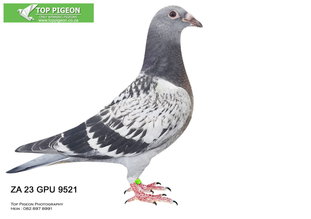 LOT 23 DANIE SCHOLTZ / JACO FAUL -ZA 23 GPU 9521 CHECK – SIRE: 3410 ZA 22 GPU. Strain: Danie ...