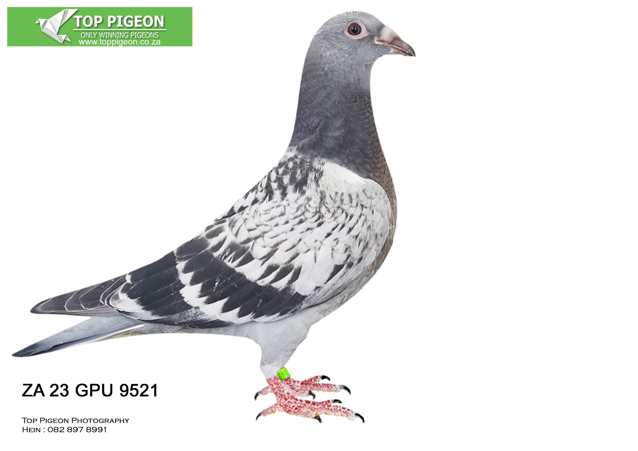 LOT 23 DANIE SCHOLTZ / JACO FAUL -ZA 23 GPU 9521 CHECK – SIRE: 3410 ZA 22 GPU. Strain: Danie ...