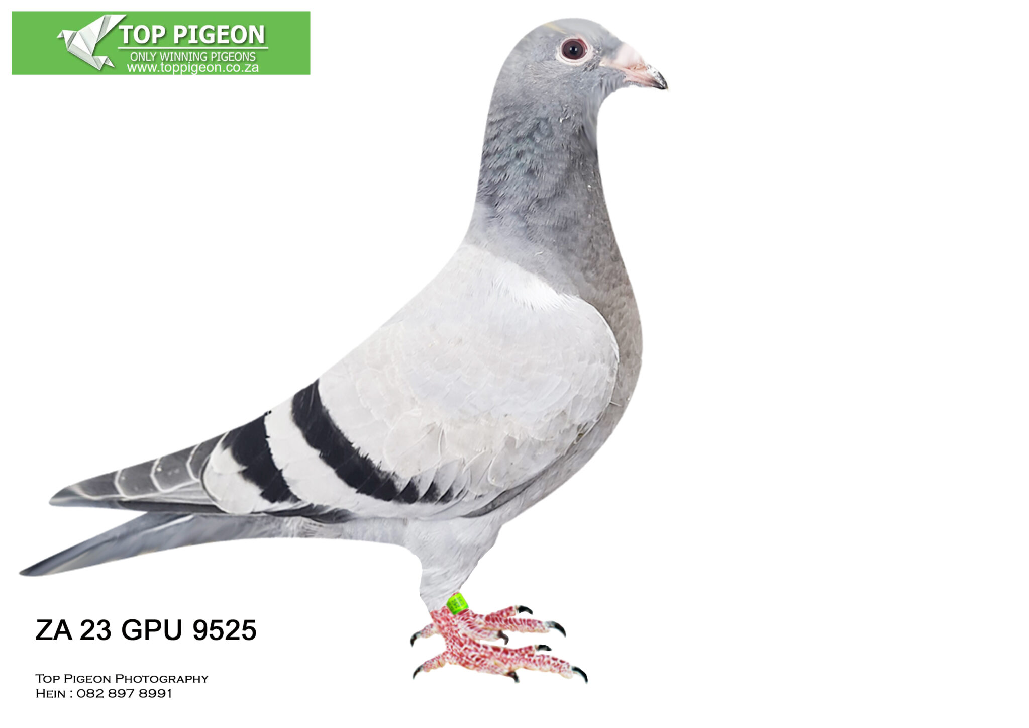 LOT 25 DANIE SCHOLTZ / JACO FAUL -ZA 23 GPU 9525 – SIRE: 3403 ZA 22 GPU . Strain: Danie Scholtz ...