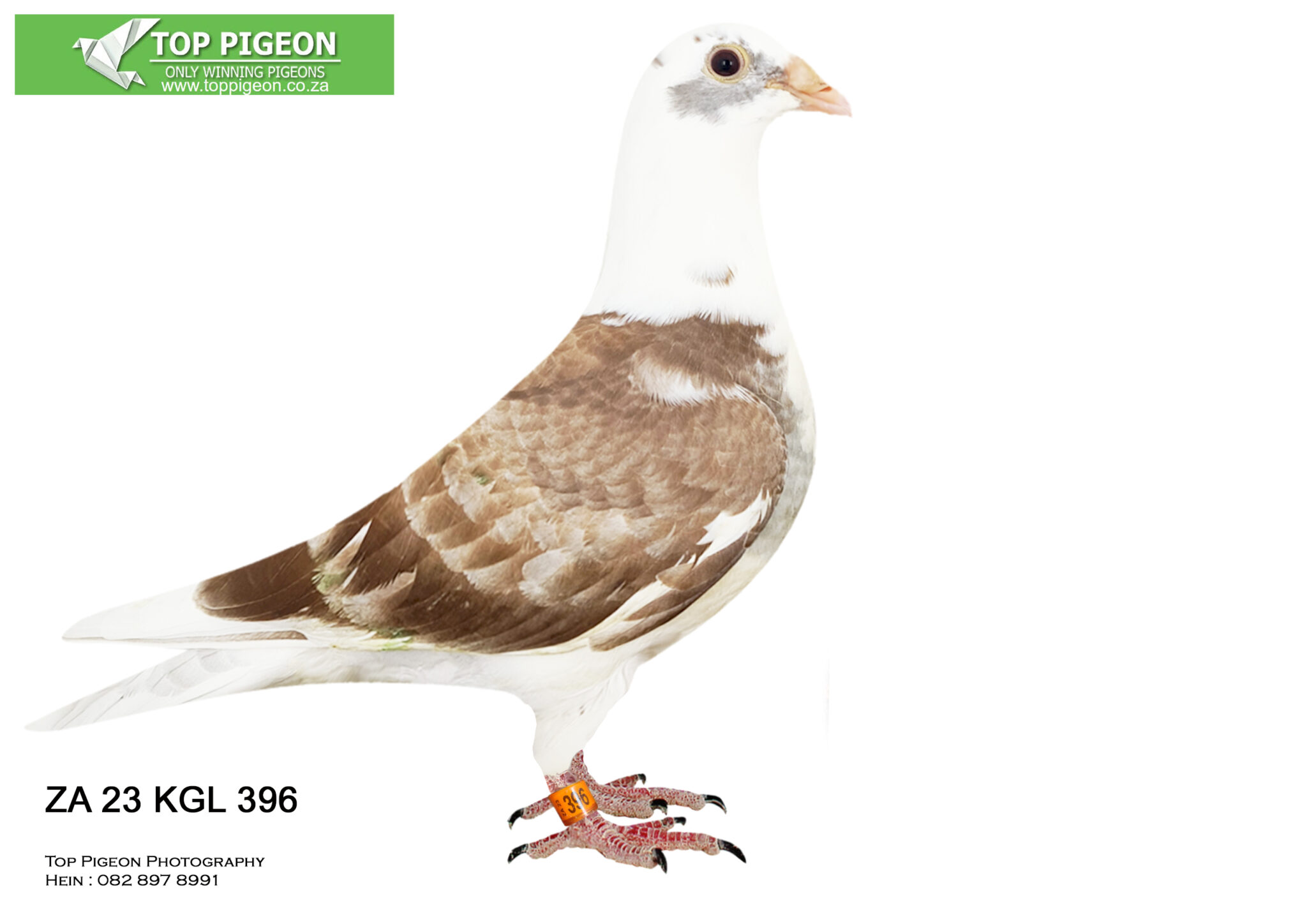 .LOT 1 PIGEON PALACE EXCLUSIVE KITTEL AUCTION -ZA 23 KGL 396 RED PIED ...