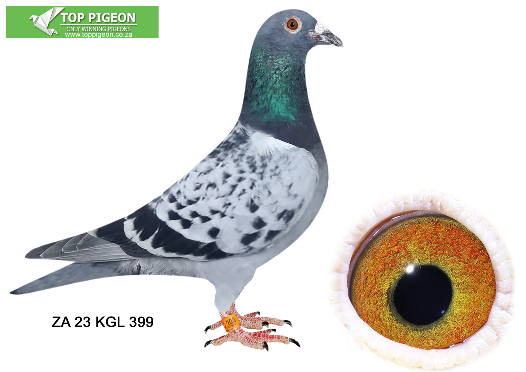 .LOT 9 PIGEON PALACE -ZA 23 KGL 399 CHECK – INBRED TWILIGHT -THE BEST ...