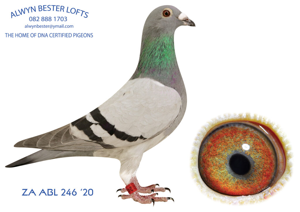 .LOT 7 ALWYN BESTER – ZA 20 ABL 246 BBAR – IRE: BELG 11 3070277 . SIRE: BELG 11 3070277 . Strain ...