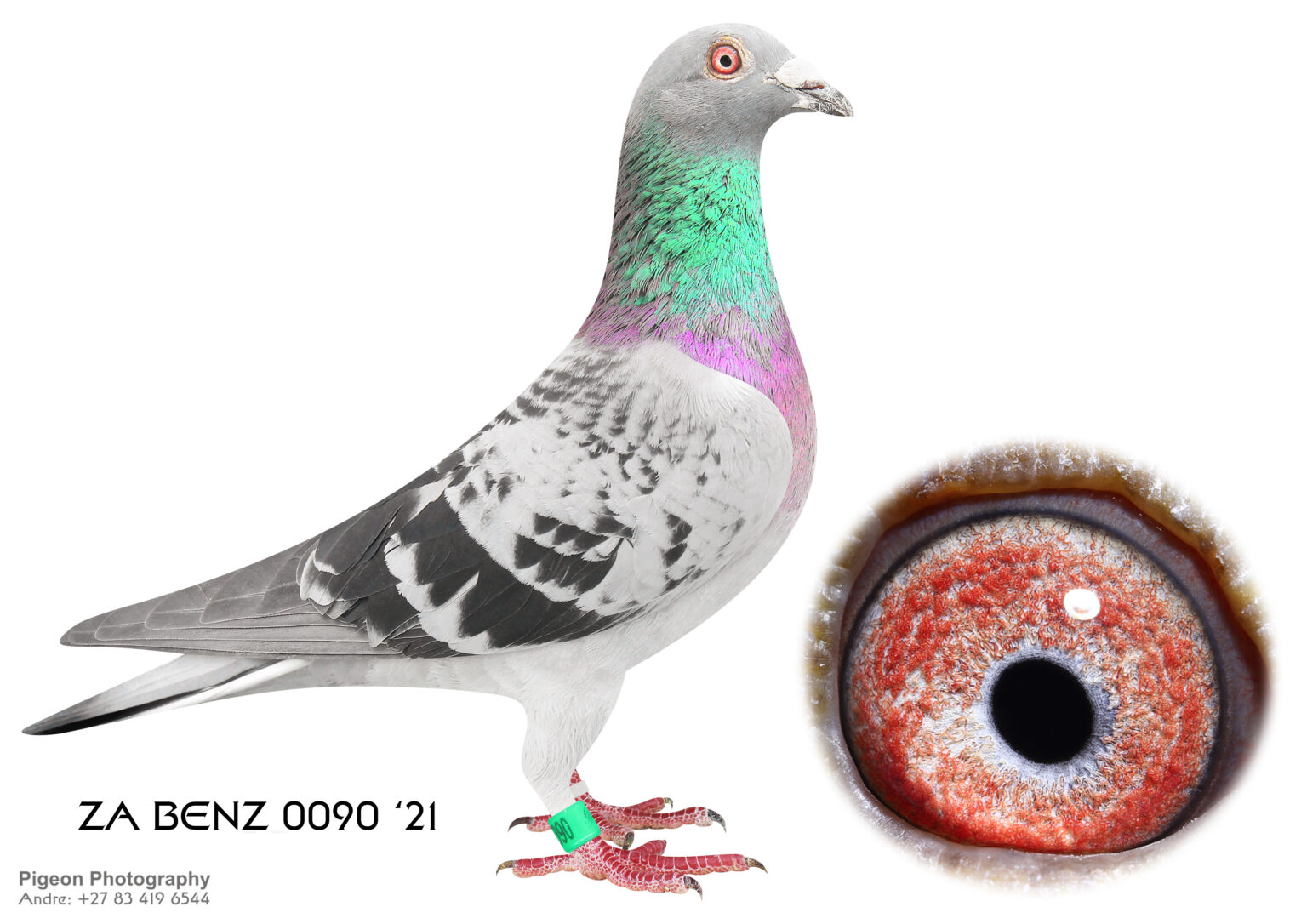 .LOT 8 – HULLE WEET NIE WAT ONS WEET NIE -ZA 21 BENZ 0090 – His Full sister was the Super Ace at ...