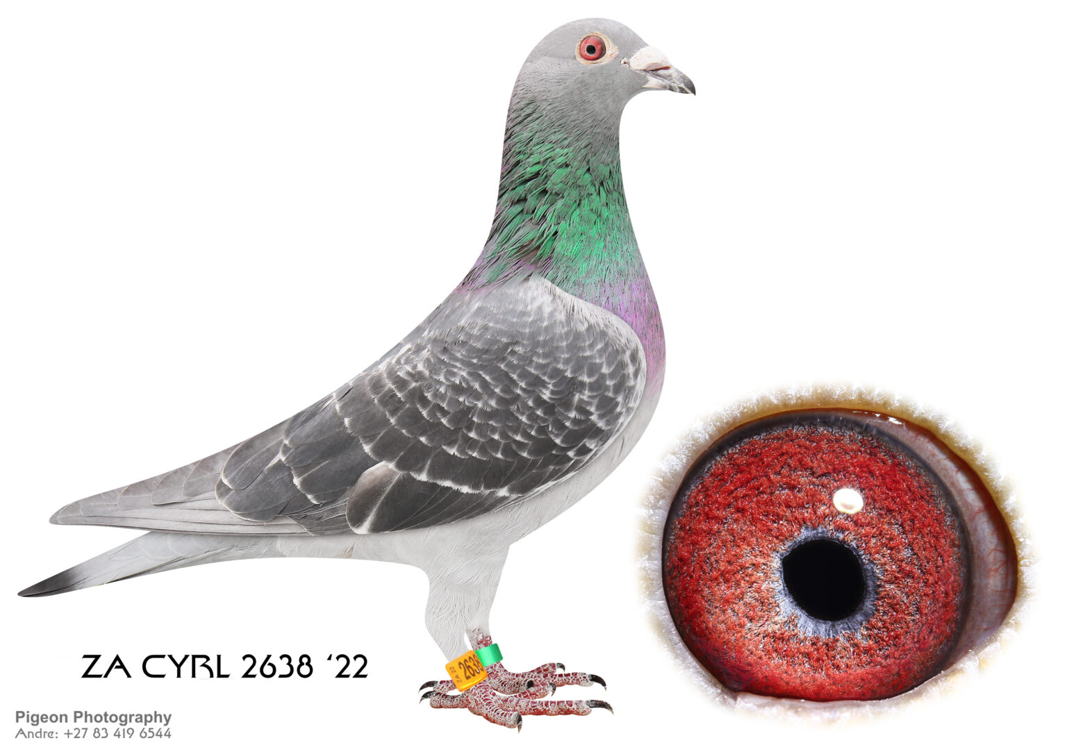 .LOT 5 BARGAIN BOX -ZA 22 CYRL 2638 DCH – BRED BY BENEKE LOFTS – Same ...