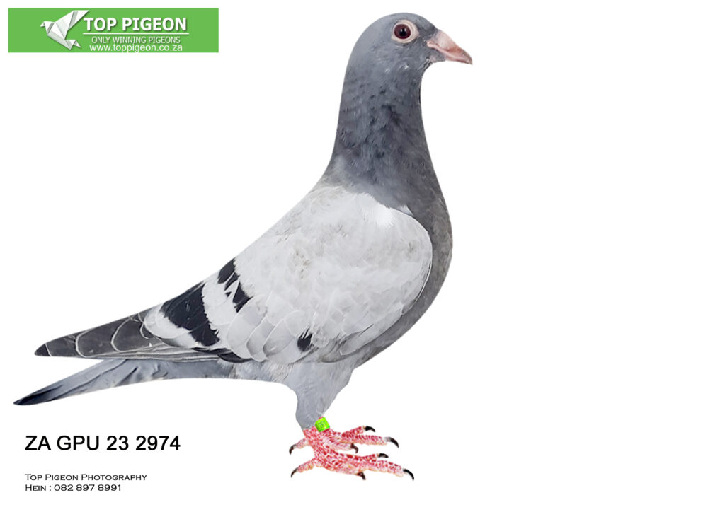 LOT 17 DANIE SCHOLTZ / JACO FAUL -ZA 23 GPU 2974 – SIRE: 3474 ZA 22 GPU . Strain: Danie Scholtz ...