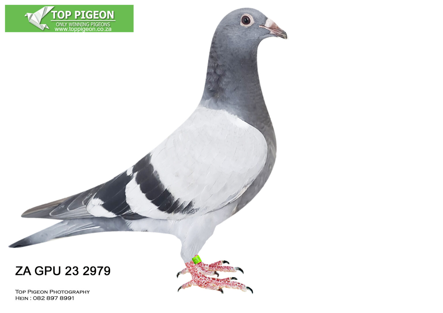 LOT 18 DANIE SCHOLTZ / JACO FAUL -ZA 23 GPU 2979 – SIRE: 6734 ZA 21 NKHPT .Alias “STILNOX DU ...