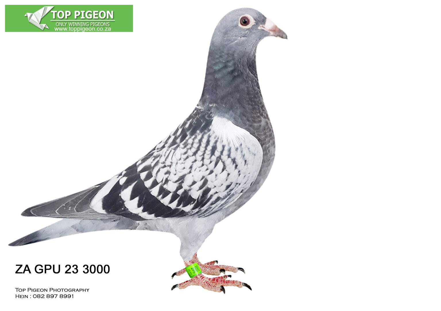 LOT 21 DANIE SCHOLTZ / JACO FAUL -ZA 23 GPU 3000 – SIRE: 7928 ZA 23 HPT. Alias “SON JBM’S GIRL ...