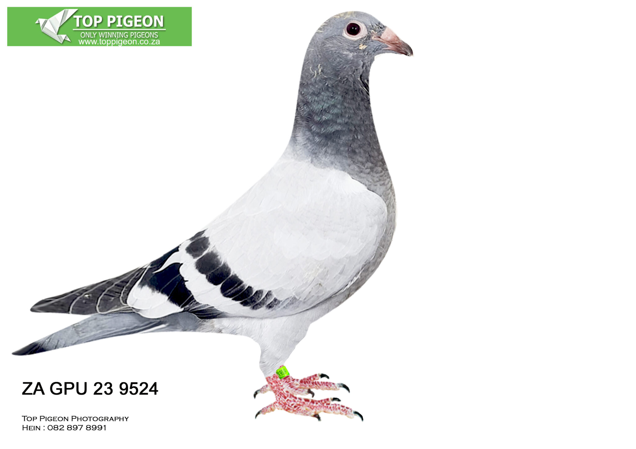 LOT 24 DANIE SCHOLTZ / JACO FAUL -ZA 23 GPU 9524 – SIRE: 3403 ZA 22 GPU . Strain: Danie Scholtz ...