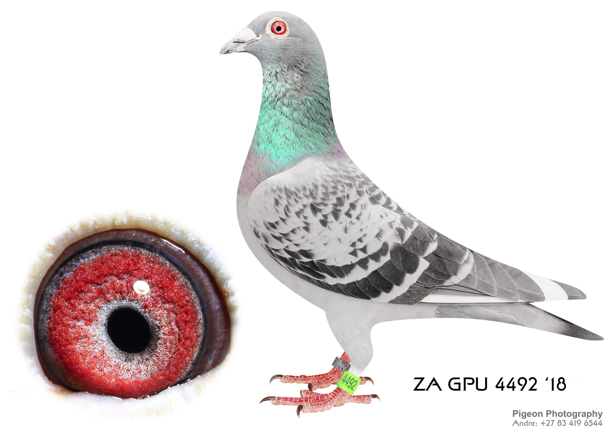 .LOT 9 – HULLE WEET NIE WAT ONS WEET NIE -ZA 18 GPU 4492 CHECK WF – BRED BY TNT LOFTS ———SIRE ...