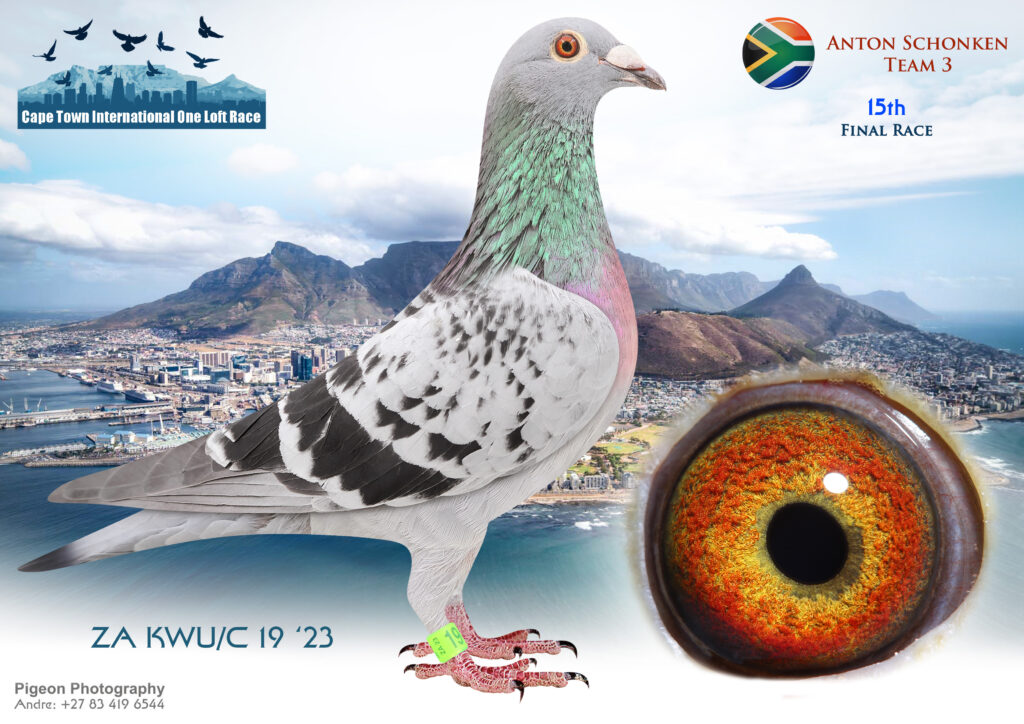 LOT 15 CAPETOWN INTERNATIONAL OLR AUCTION 1-ZA 23 KWUC 19 – ANTON SCHONKEN TEAM 3 – 15TH FINAL ...