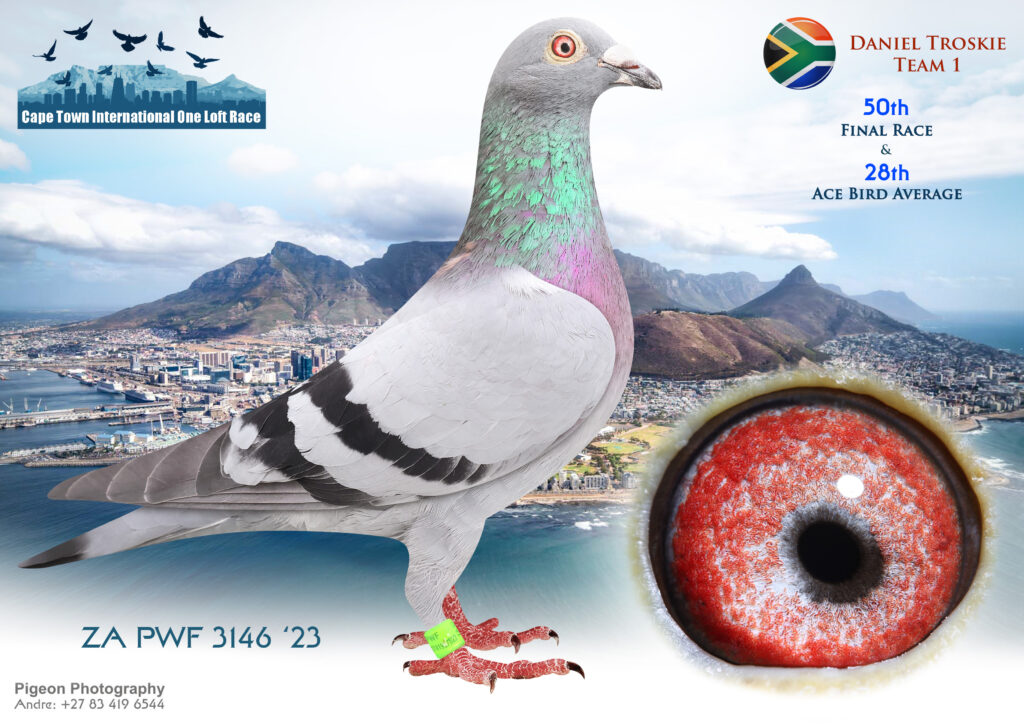 LOT 50 CAPETOWN INTERNATIONAL OLR AUCTION 1 -ZA-PWF-23-3146 – DANIEL TROSKIE ———-SIRE:4487 ZA 19 ...