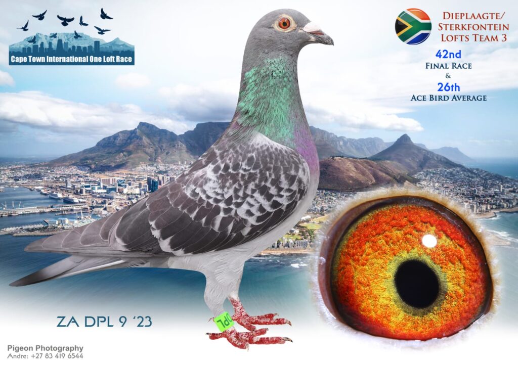 LOT 42 CAPETOWN INTERNATIONAL OLR AUCTION 1 -ZA-DPL LOFTS-23-9 – DIEPLAAGTE – STERKFONTEIN ...