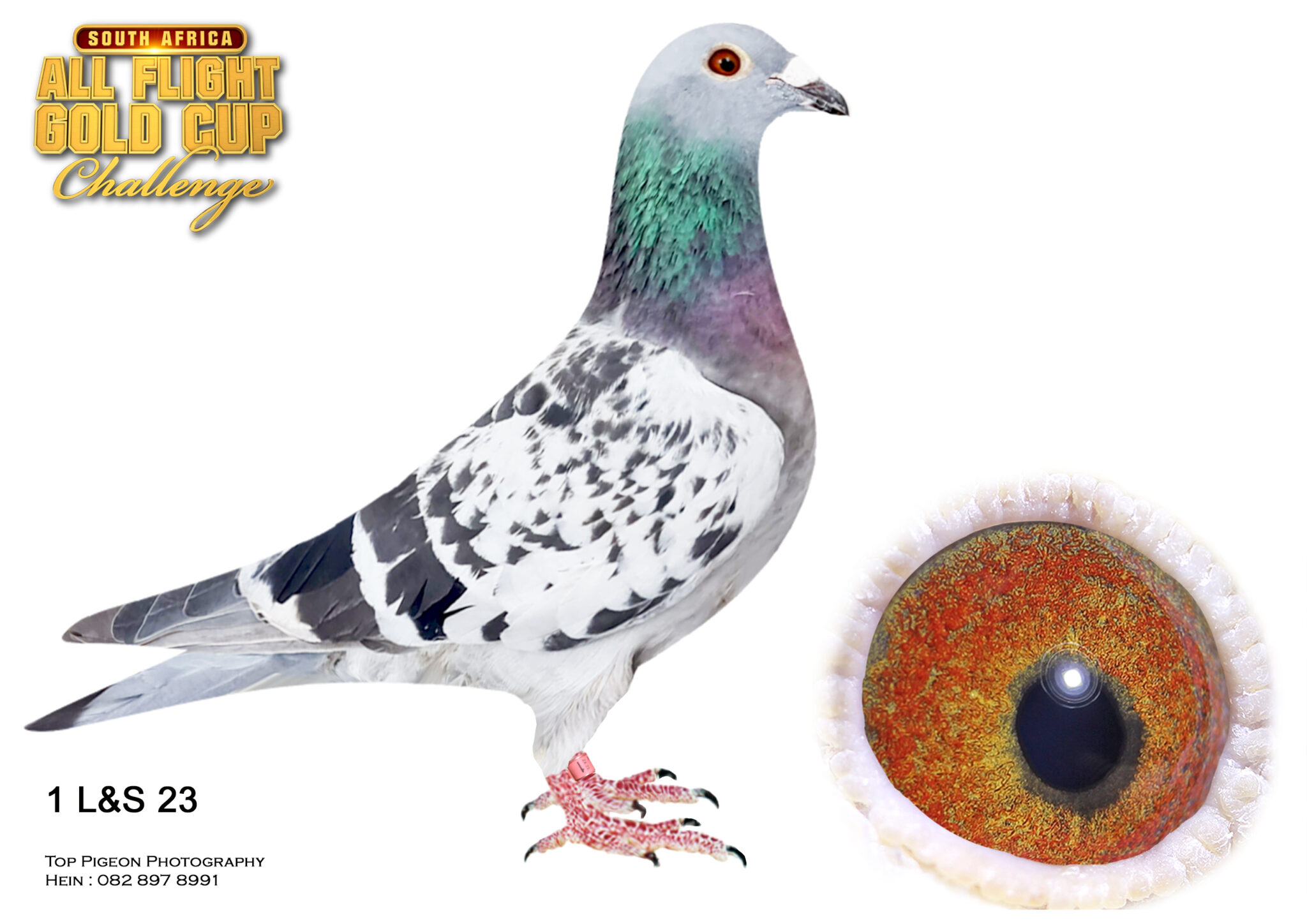 LOT 16 CARNIVAL LOFTS OLR SUMMER AUCTION 1 -LIONS & SPRINGBOKS – 1 L&S ...