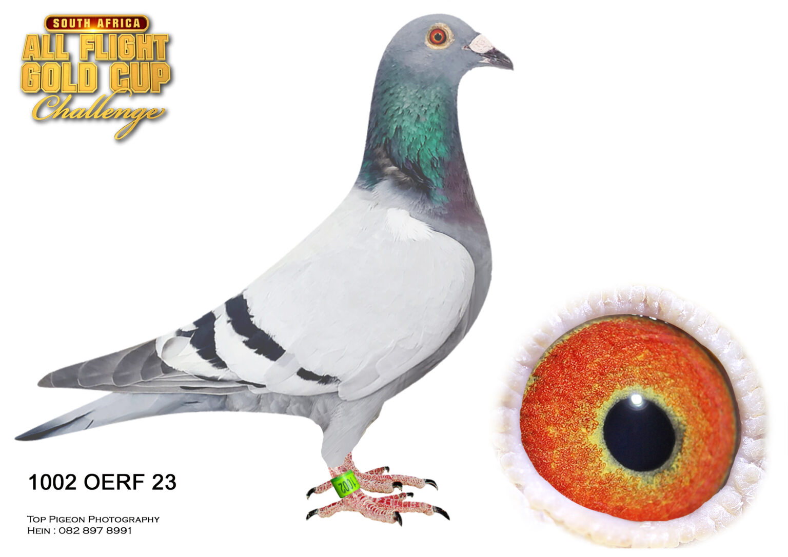 LOT 30 VIP SUNDAY -ZA 23 OERF 1002 BBAR ———SIRE:ZA 19 OERF 2738. HOUBEN SPRITZY.————DAM:ZA 20 ...