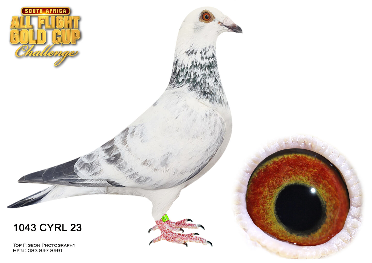 .LOT 5 CARNIVAL LOFTS OLR SUMMER AUCTION 2 -BELA VISTA – CYRL 23 1043 – 3RD FINAL WINNING R75 ...