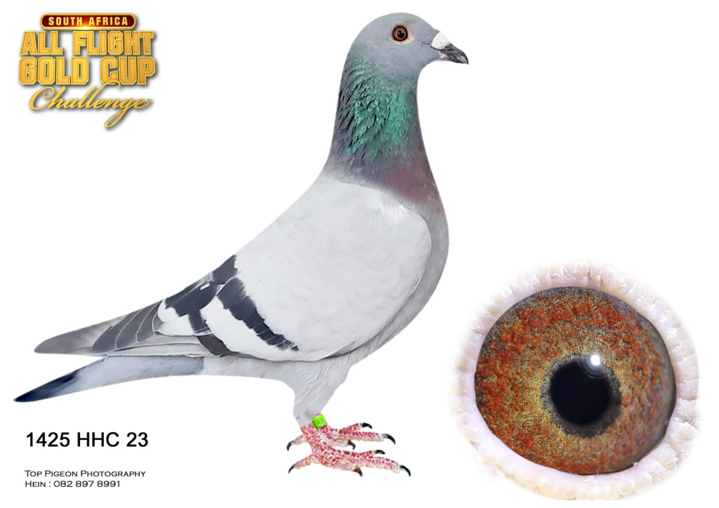 .LOT 4 CARNIVAL LOFTS OLR SUMMER AUCTION 1 -DAVE GILBERT – HHC 23 1425 – BBAR——Sire 3468 HHC ...