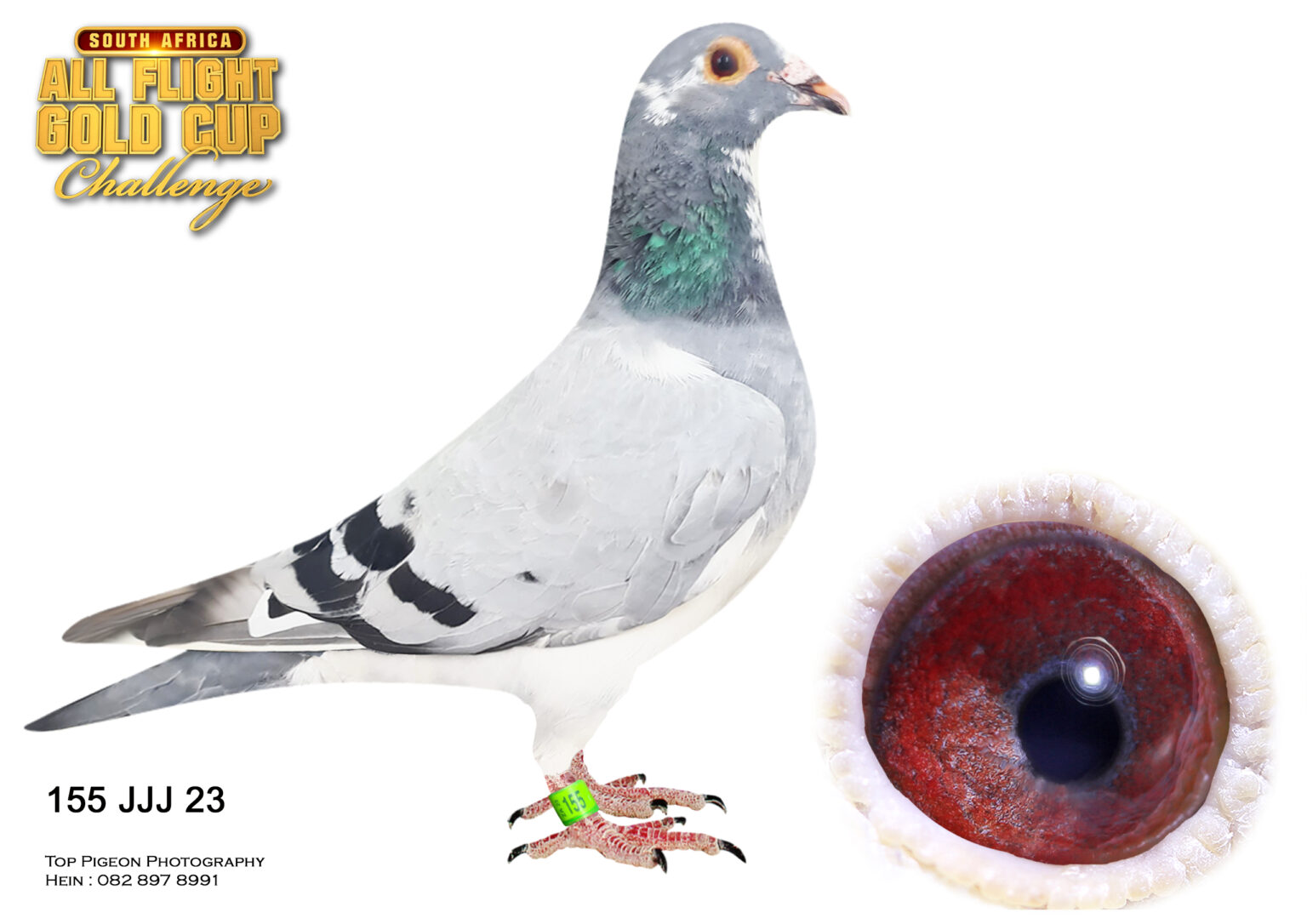 LOT 48 CARNIVAL LOFTS OLR SUMMER AUCTION 2 -TRIPLE J LOFTS – 155 JJJ 23——-Sire: ‘NAT PRICE’ ZA ...