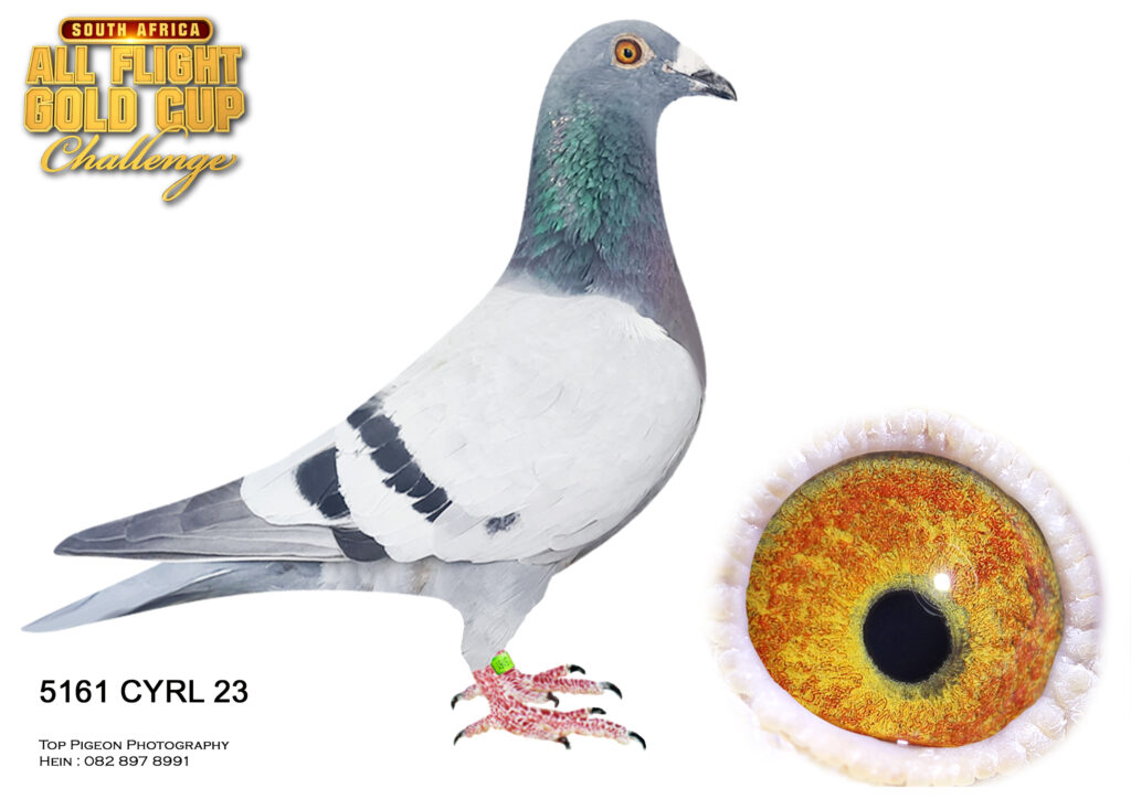 LOT 74 CARNIVAL LOFTS OLR SUMMER AUCTION 2 -DIE OU SKUUR HOK – 5161 CYRL 23——–SIRE:615 ZA OOA 19 ...