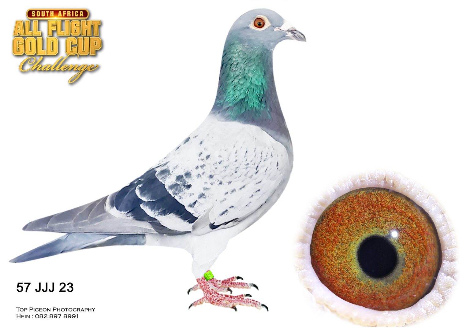 LOT 38 CARNIVAL LOFTS OLR SUMMER AUCTION 2 -TRIPLE J LOFTS – 57 JJJ 23——Sire: ‘ROCX’ ZA 2018 JJJ ...