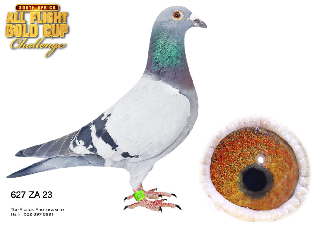 LOT 60 CARNIVAL LOFTS OLR SUMMER AUCTION 2 -DANIE ERASMUS – 627 ZA 23 BBAR – SIRE:07509 ZA 21 ...