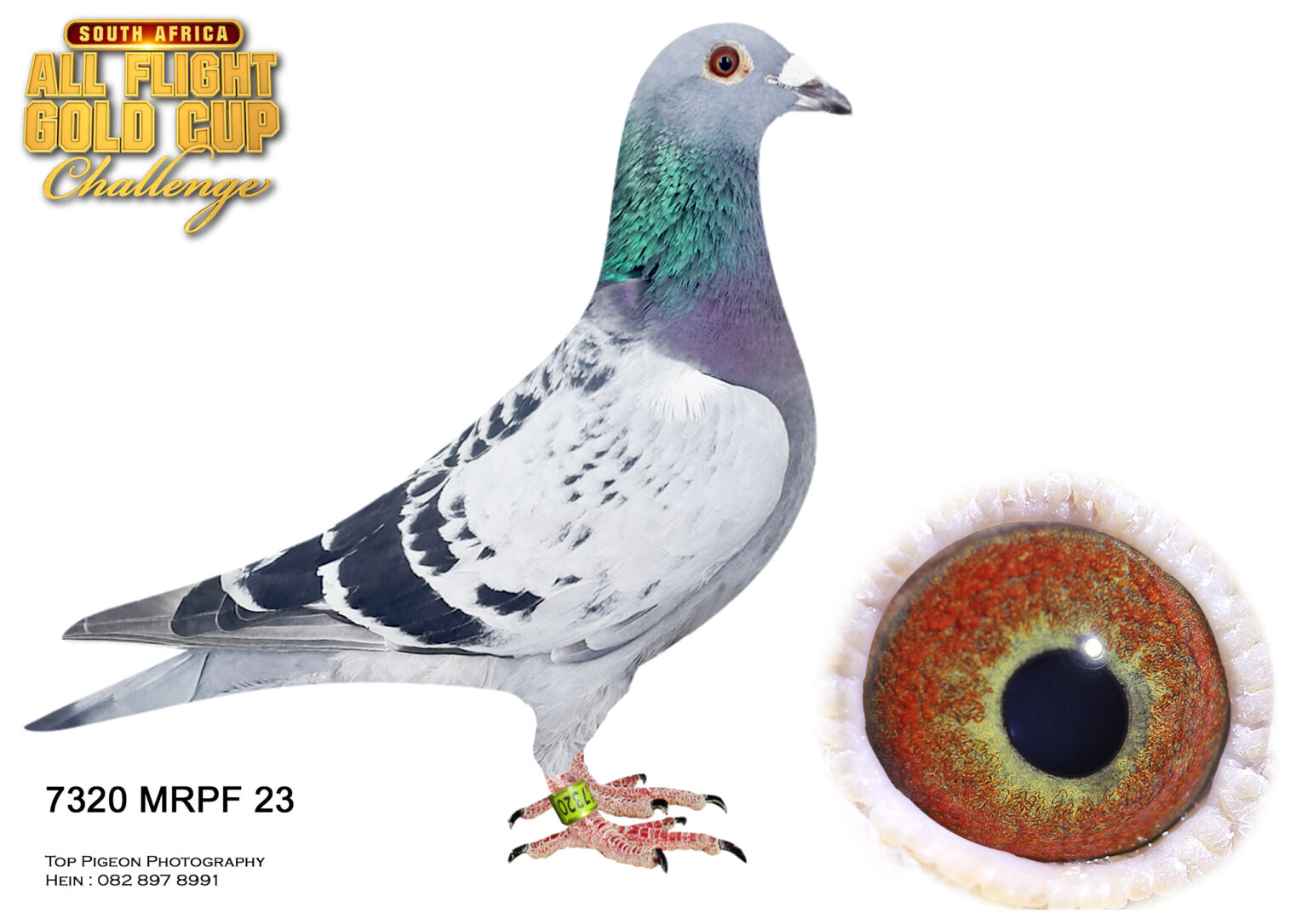 LOT 44 CARNIVAL LOFTS OLR SUMMER AUCTION 2 -JASON BROWN – 7320 MRPF 23———SIRE:1262 MRPF 19 ZA, N ...