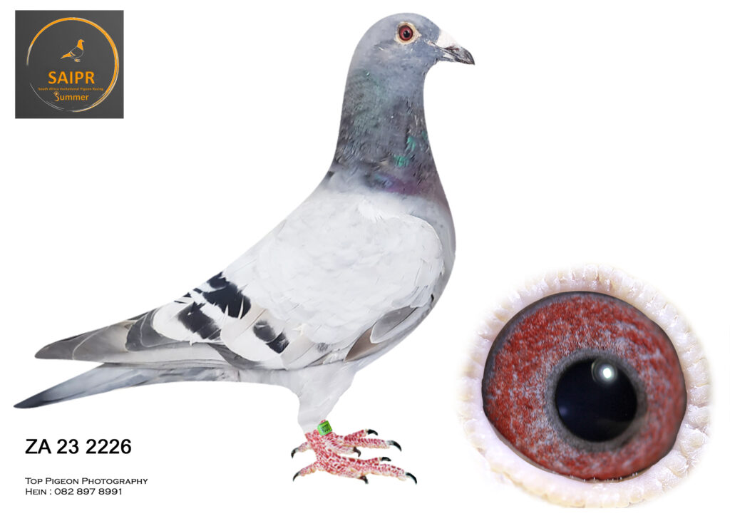 .LOT 7 R500 BARGAIN BOX -ZA 23 2226 – BRED BY DANIE SWART –RACED AT SAIPR SUMMER 2024—SIRE:431 ...