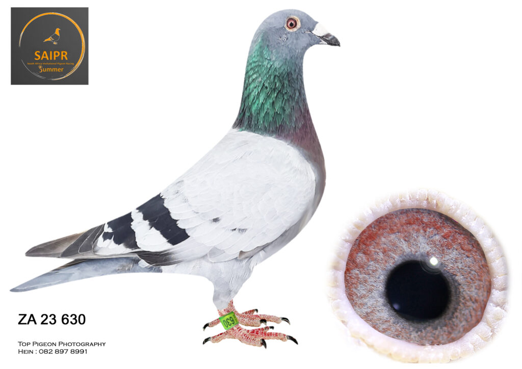 LOT 21 R500 BARGAIN BOX -ZA 23 630 – BRED BY DANIE ERASMUS –RACED AT SAIPR SUMMER 2024—SIRE: ZA ...