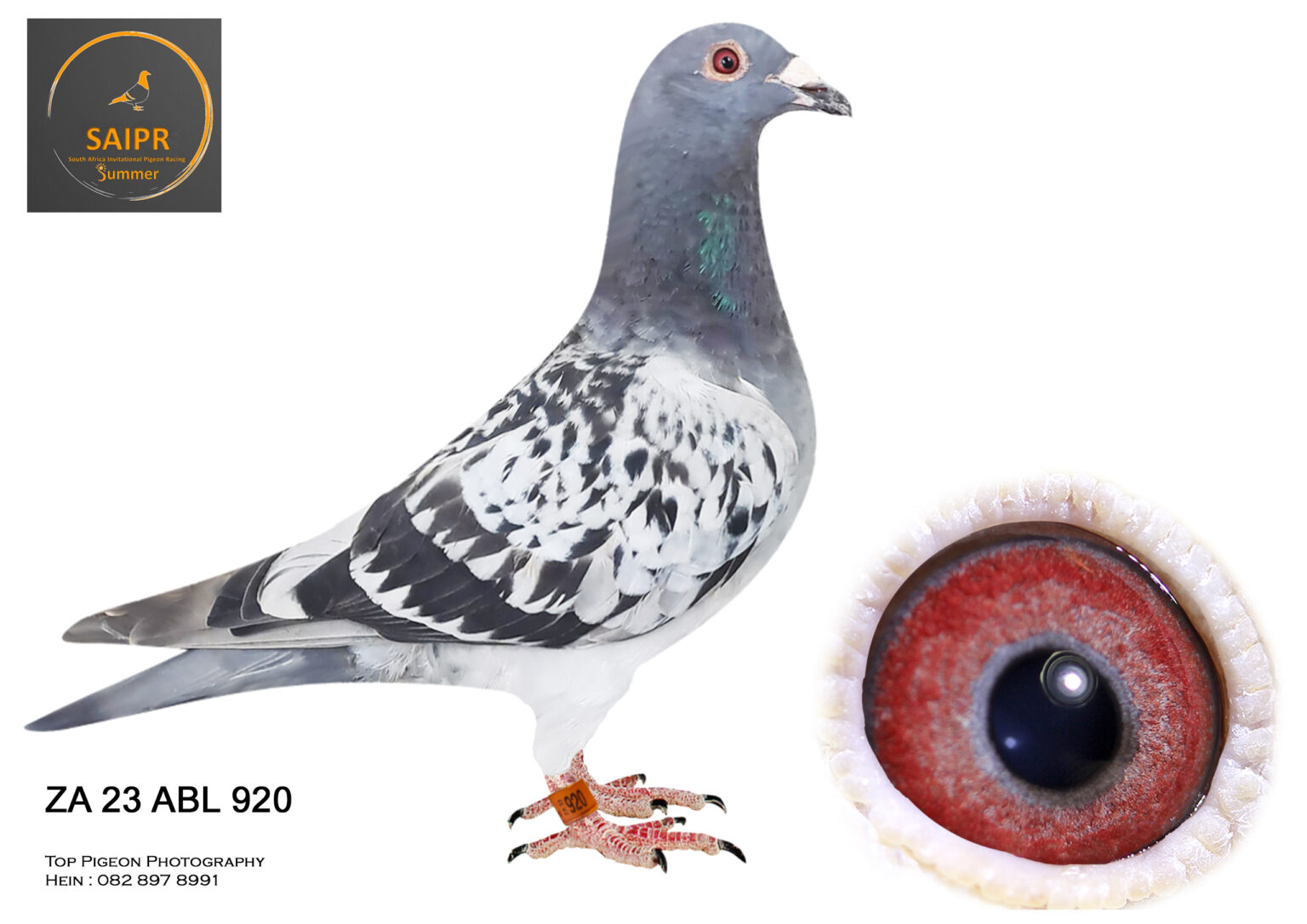 LOT 34 SAIPR SUMMER OLR AUCTION 2 -ZA 23 ABL 920 – ALWYN BESTER – 7TH ...