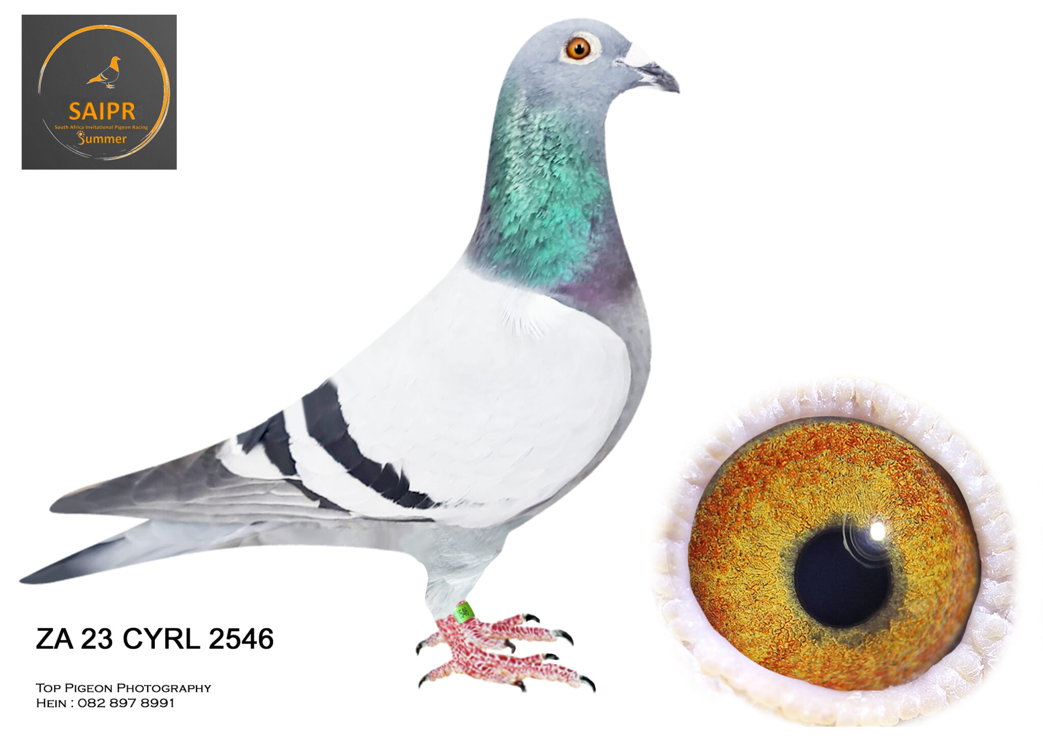 LOT 39 SAIPR SUMMER OLR AUCTION 2 -ZA 23 CYRL 2546 – TNT ELITE CENTRE————SIRE:ZA 20 TRPF 7551 ...