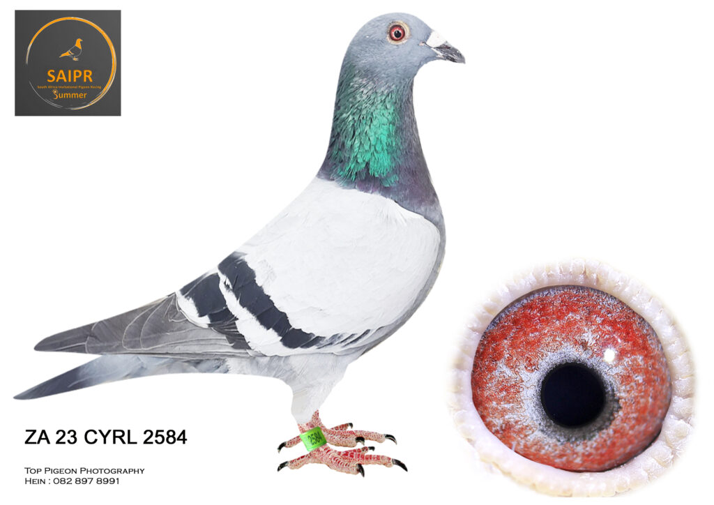 LOT 74 SAIPR SUMMER OLR AUCTION 2 -ZA 23 CYRL 2584 – TNT ELITE CENTRE ...