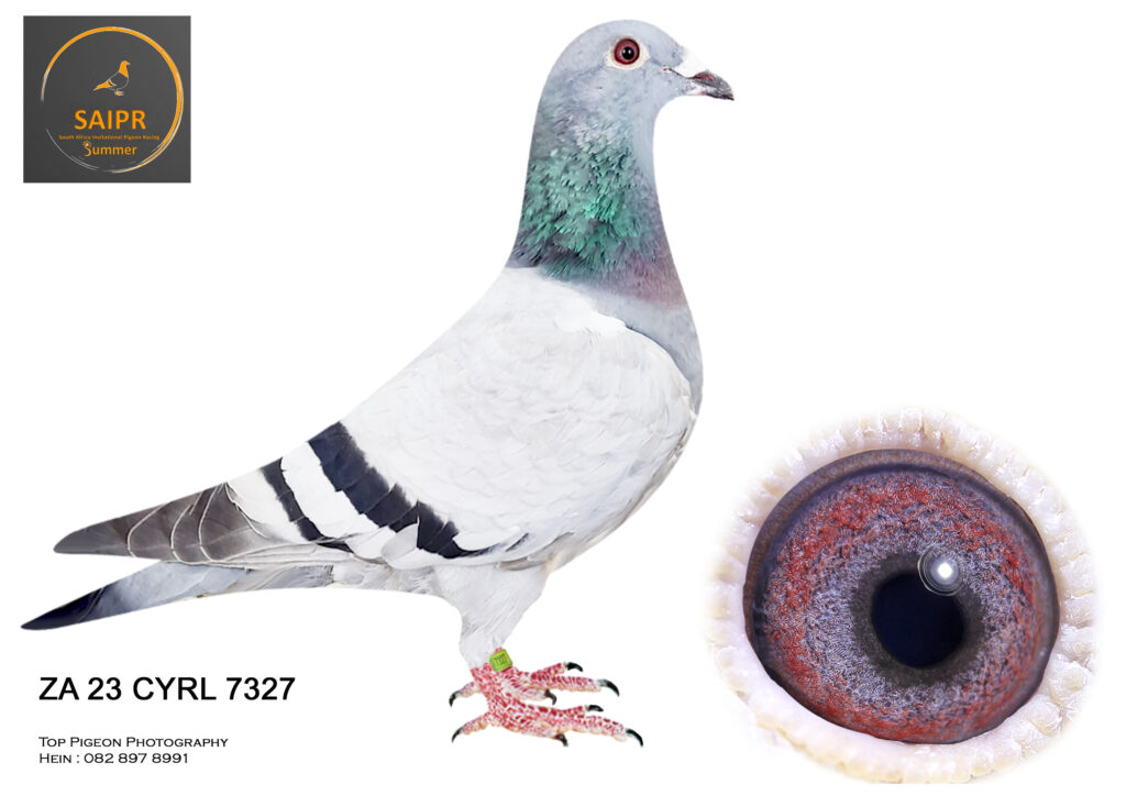 LOT 52 SAIPR SUMMER OLR AUCTION 1 – ZA 23 CYRL 7327 – SPARKS / JOE GOMES/KOEKEMOER – BRED BY JOE ...