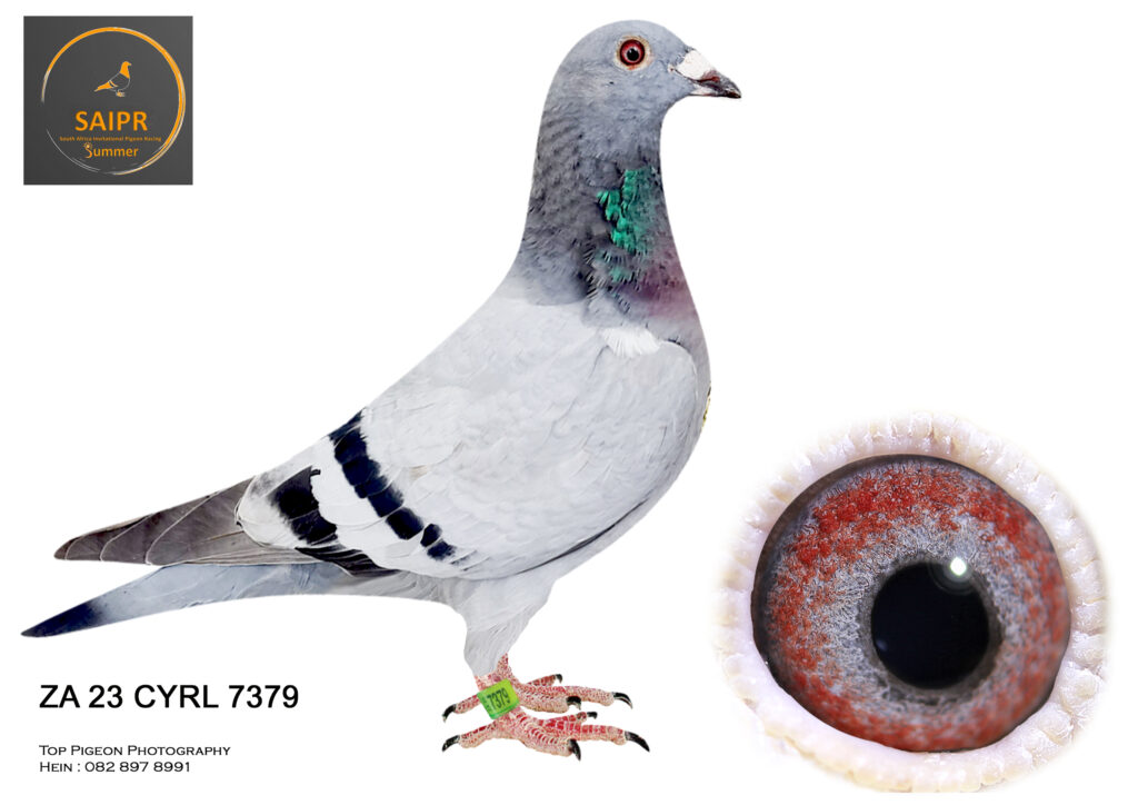 LOT 36 SAIPR SUMMER OLR AUCTION 2 -ZA 23 CYRL 7379 – SPARKS/JOE GOMES ...