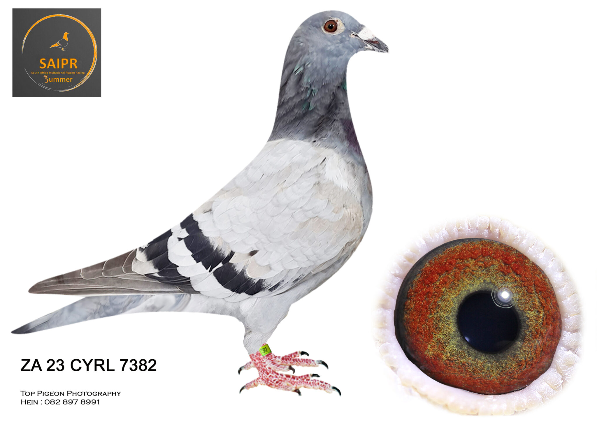 LOT 47 SAIPR SUMMER OLR AUCTION 2 -ZA 23 CYRL 7382 – SPARKS/JOE GOMES ...