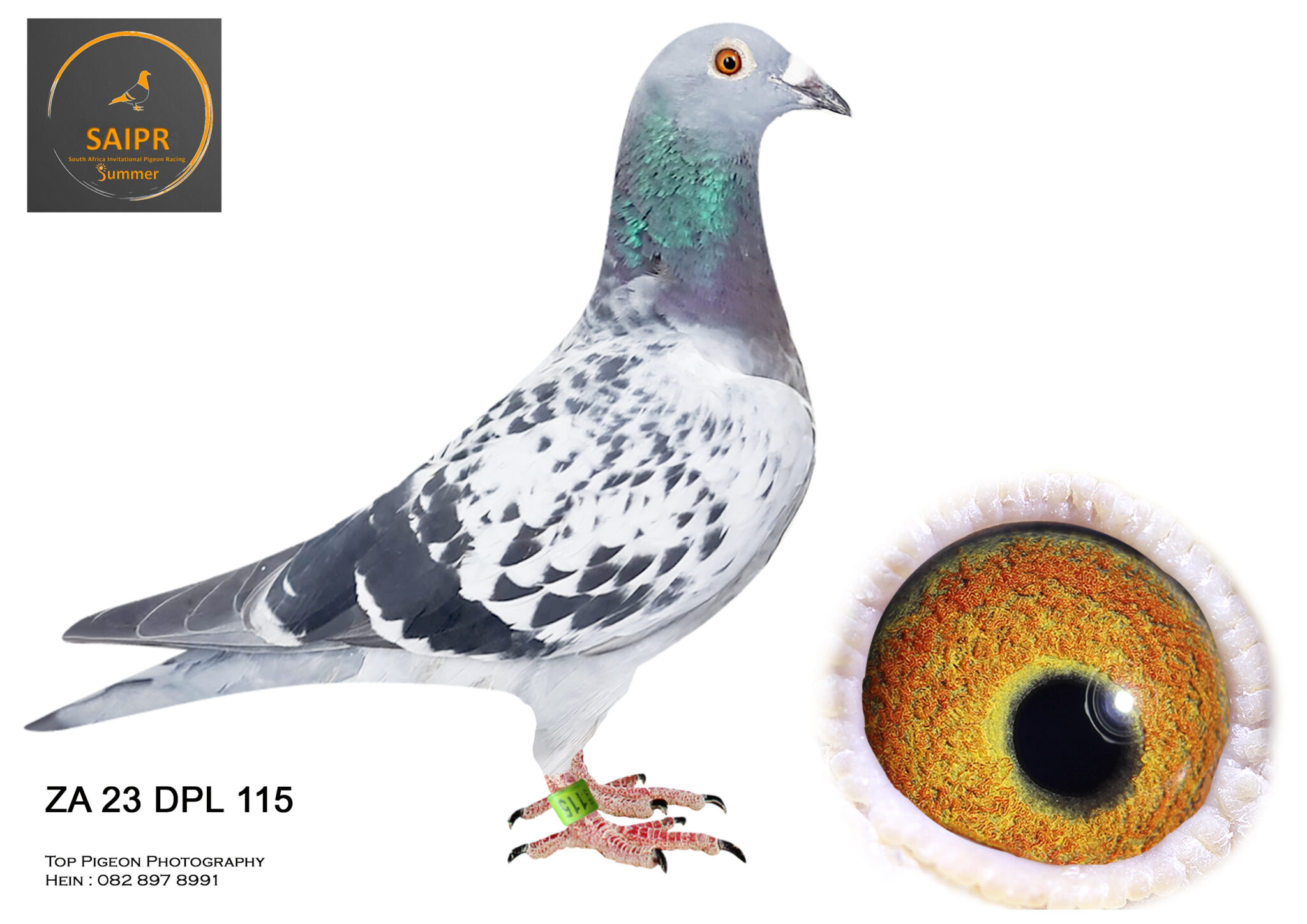 LOT 24 VIP SUNDAY – -ZA 23 DPL 115 – BRED BY DIESEL POWER LOFTS ——SIRE: 15219 ZA 19 PRPC ...